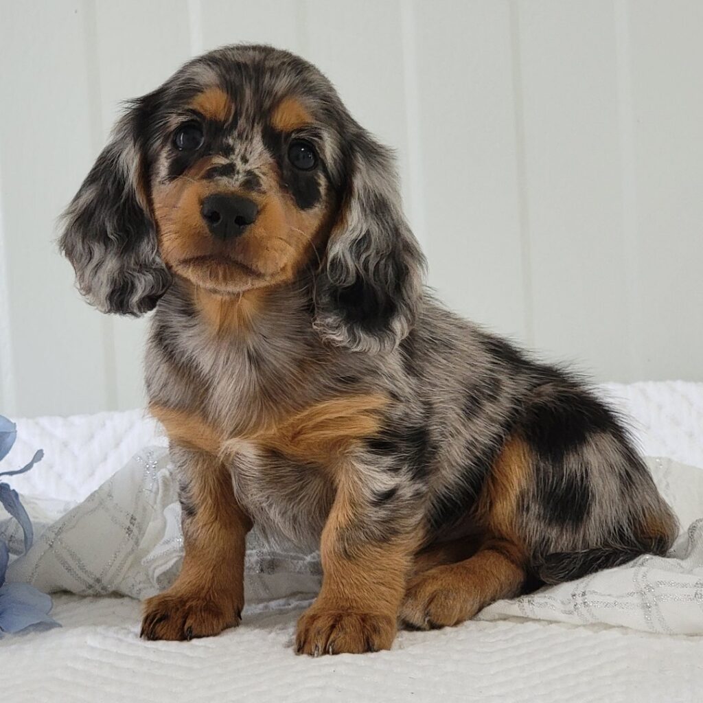 Teddy – Dachshund Mini Rescue