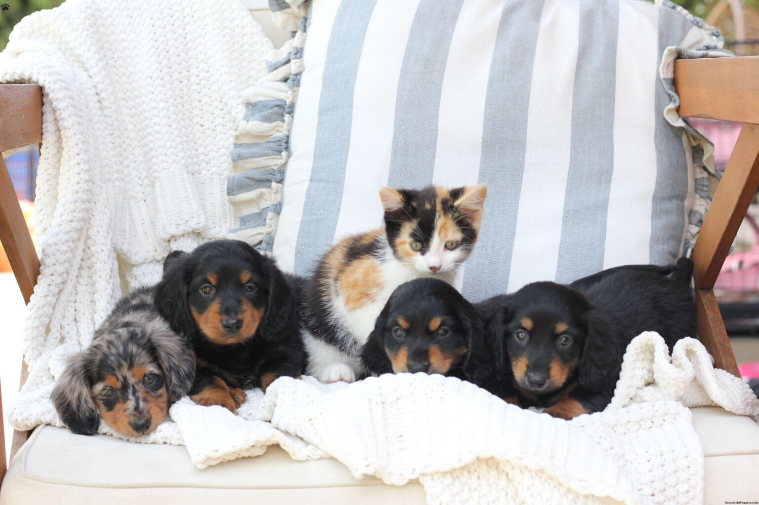 About – Dachshund Mini Rescue